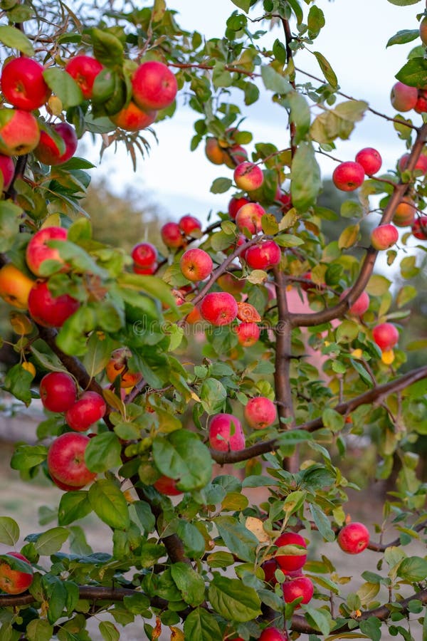 Apple Tree with Ripe Apples in the Garden. Fruit Harvest Stock Photo ...
