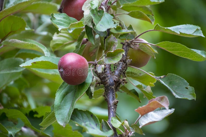 Apple Tree with Ripe Apple Fruit. Ripe Apples Growing on Apple Tree ...