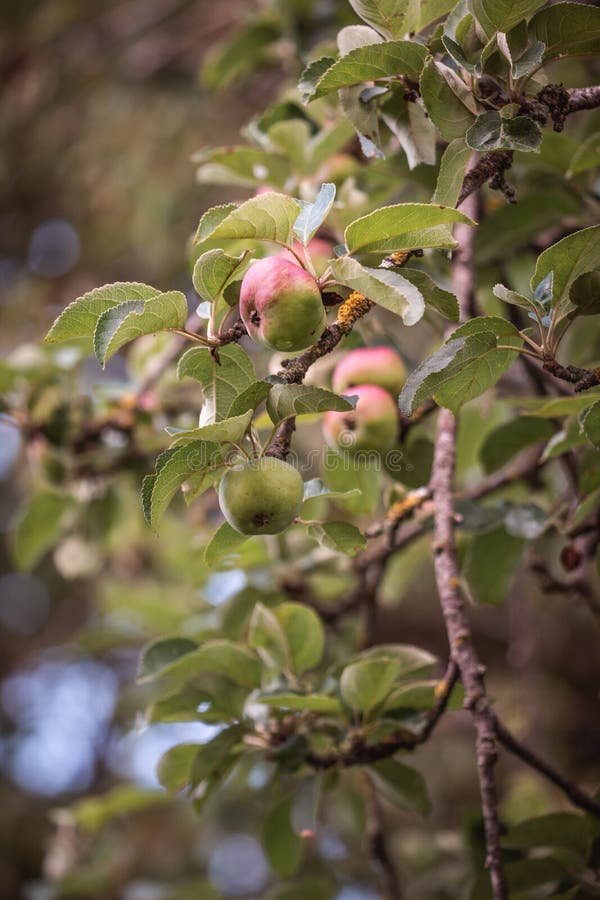 Apple Tree with Ripe Fruits Stock Photo - Image of fresh, tree: 266576446