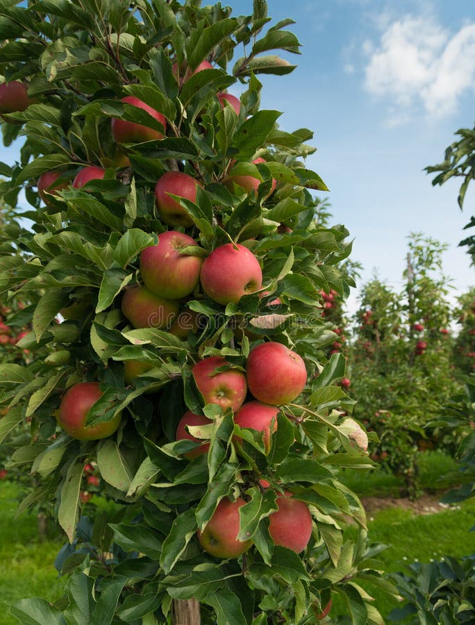 Apple tree stock photo. Image of farm, farming, branch - 59577612