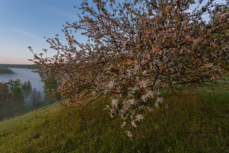 Apple tree stock photo. Image of moskau, flower, appletree - 41133960