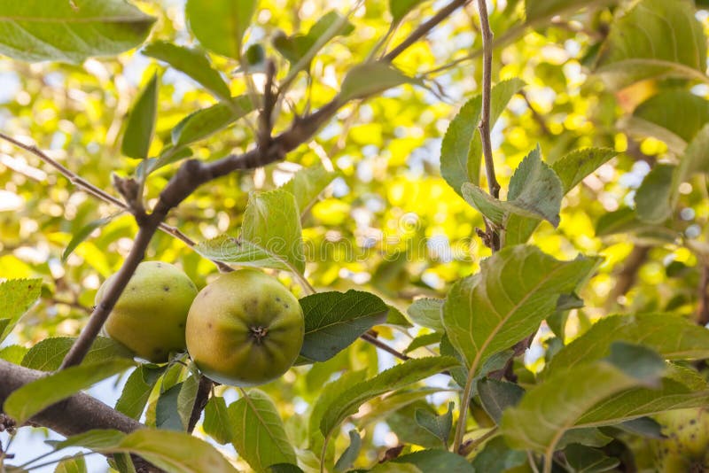 Apple Branch Tree stock image. Image of nutrition, nature - 48916281
