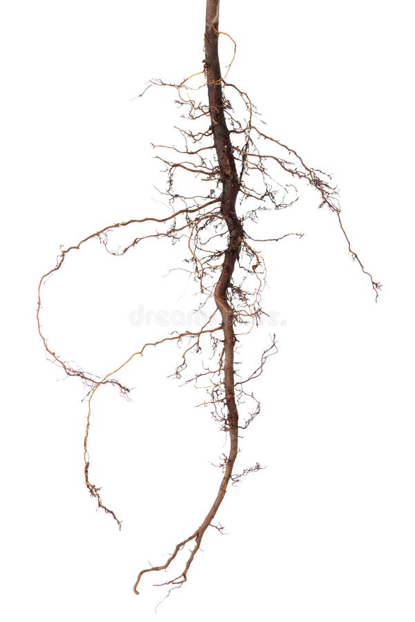 Roots of Tree is Isolated on White Background Stock Image - Image of ...