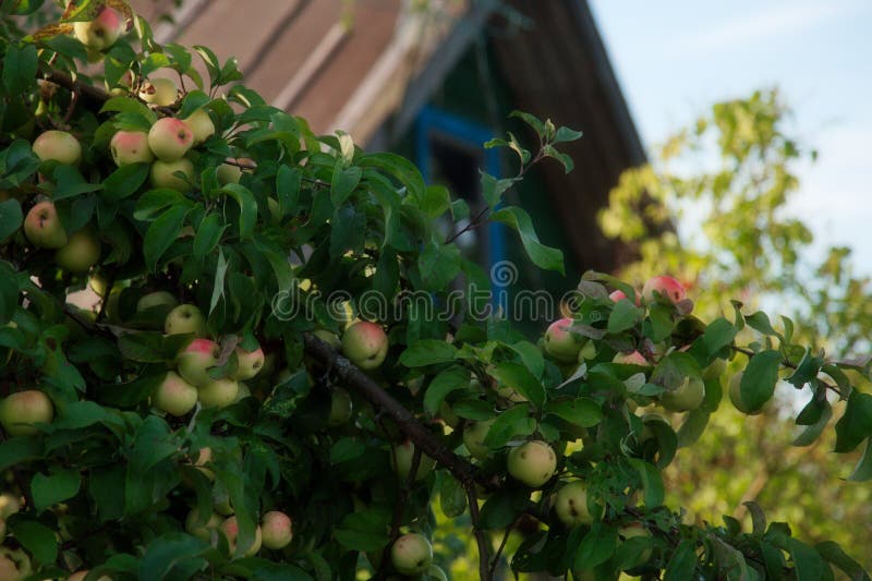 Apple Tree in a Rustic Garden. Stock Photo - Image of garden, apple ...
