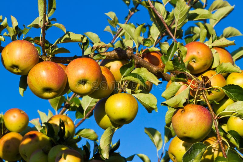 Apple treeÂ´s stock image. Image of branch, autumn, color - 45351247