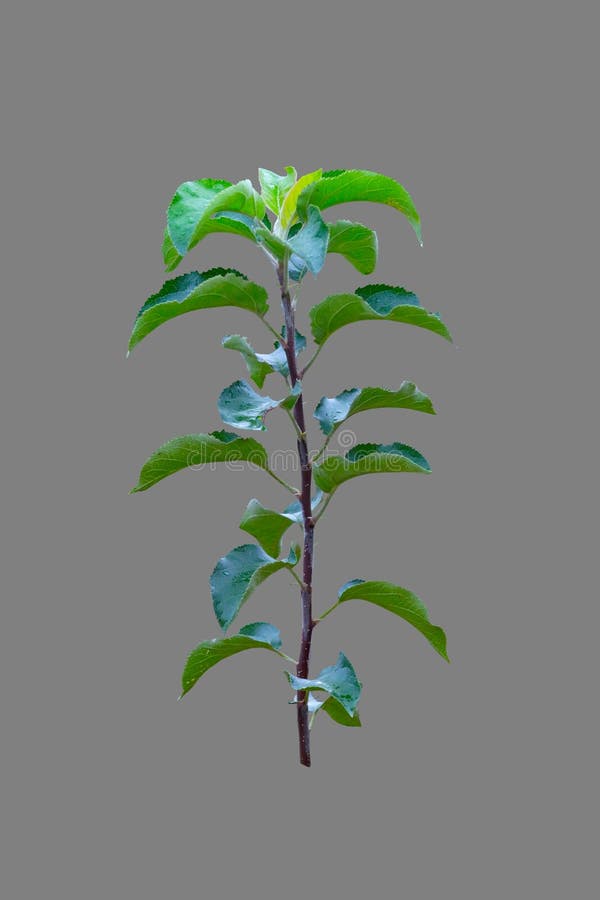 Apple tree sapling branch stock image. Image of young - 205090513