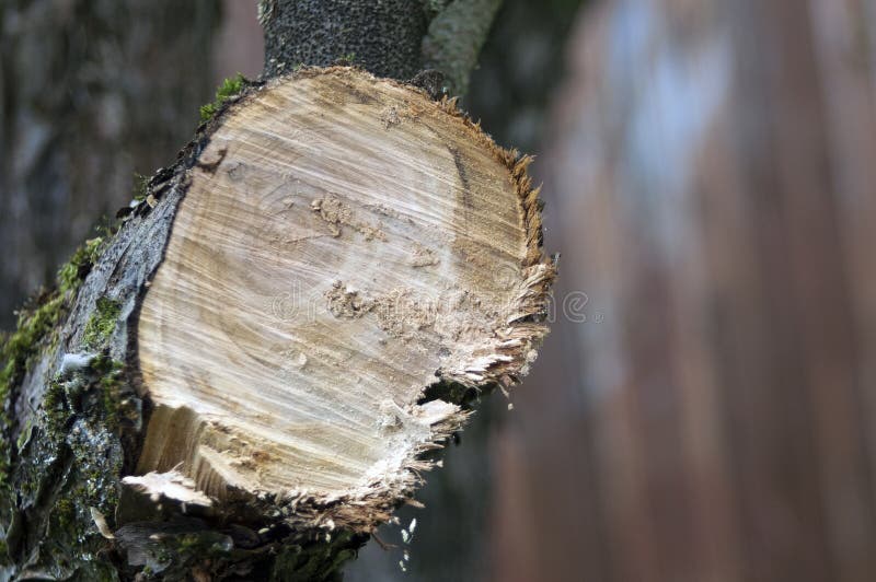 Apple tree sawn branch stock image. Image of tree, trimming - 229969127