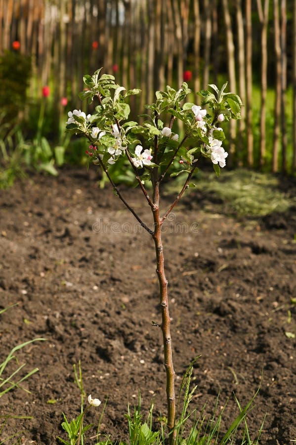 The Apple Tree Seedling Blooms in Spring Stock Image - Image of blooms ...