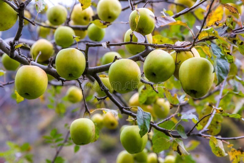 Apple on Tree in Sichuan China Stock Photo - Image of blue, beauty ...