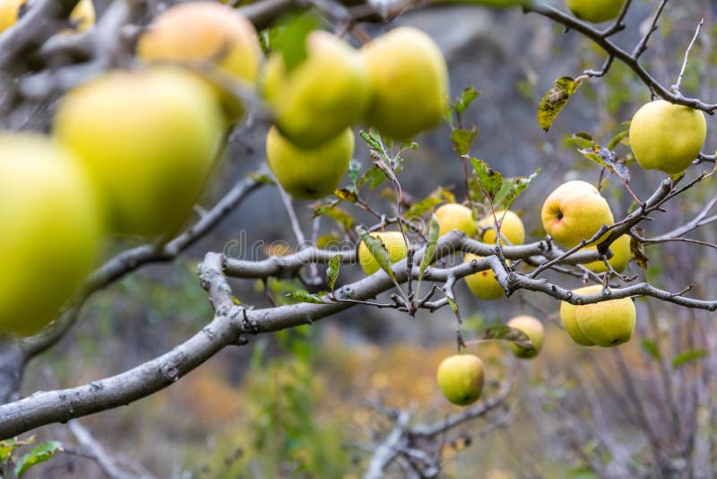Apple on Tree in Sichuan China Stock Image - Image of green, nature ...