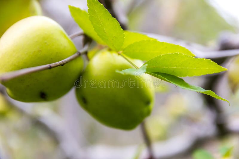 Apple on Tree in Sichuan China Stock Photo - Image of beauty, healthy ...