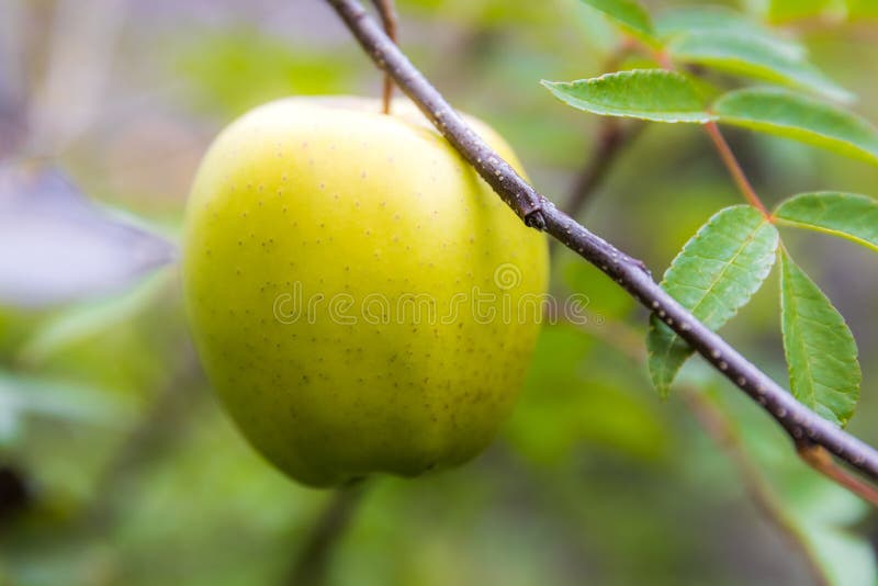 Apple on Tree in Sichuan China Stock Photo - Image of juicy, garden ...