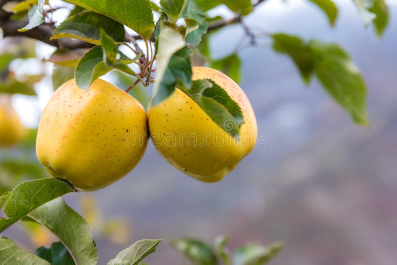 Apple on Tree in Sichuan China Stock Image - Image of asia, blue: 149301161