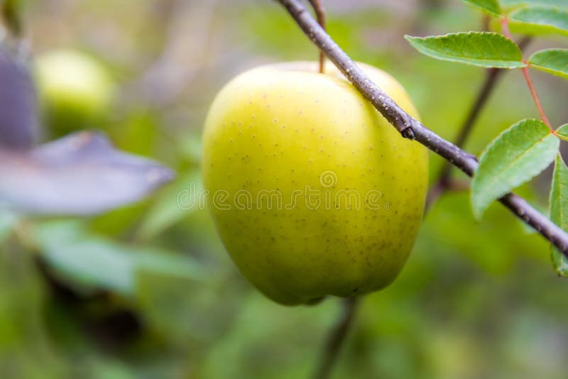 Apple on Tree in Sichuan China Stock Photo - Image of apple, citrus ...