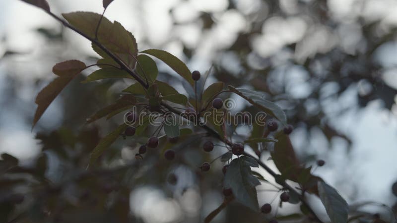 Apple Tree with Small Apples on a Branch Stock Image - Image of fall ...