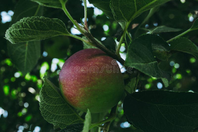 Apple Tree. Apple Tree with Small Natural Apple Stock Image - Image of ...