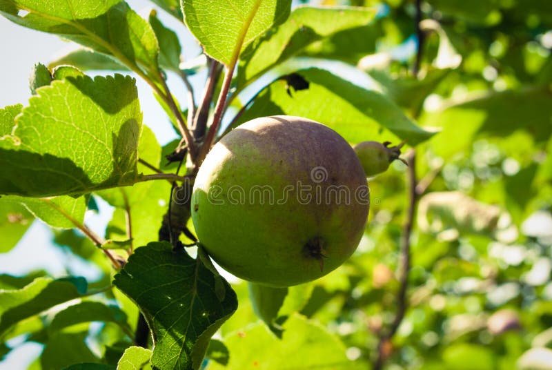 Apple Tree. Apple Tree with Small Natural Apple Stock Image - Image of ...