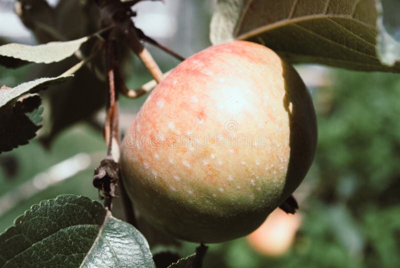 Apple Tree. Apple Tree with Small Natural Apple Stock Photo - Image of ...
