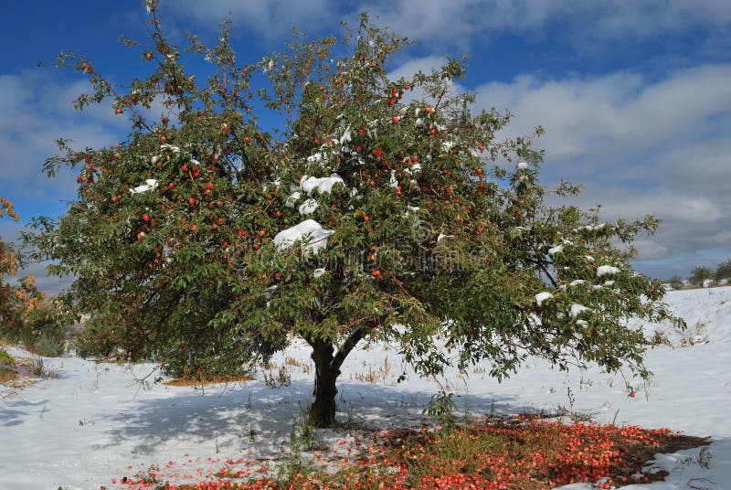 Apple tree in snow stock photo. Image of fall, village - 11843708