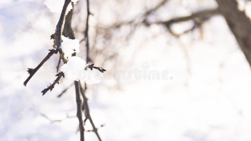 Apple Tree in the Snow, Branches in the Snow, Snowy Winter Stock Image ...