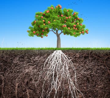 Apple Tree Roots Stock Illustrations – 1,118 Apple Tree Roots Stock ...