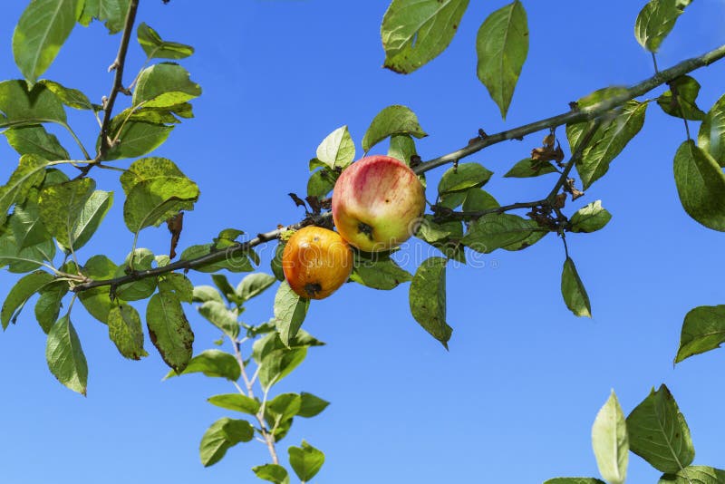 Apple Tree with Some Apples and Fungal Infestation on the Trunk Stock ...