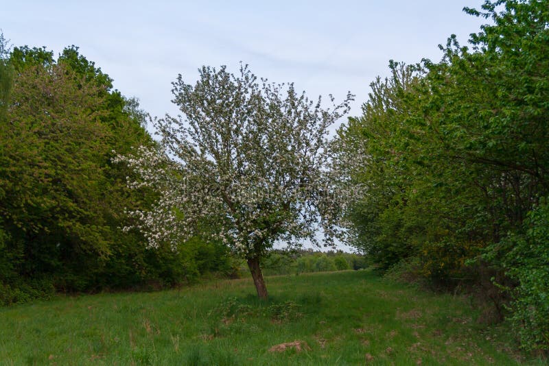 Apple tree in spring stock photo. Image of meadow, texture - 115575866