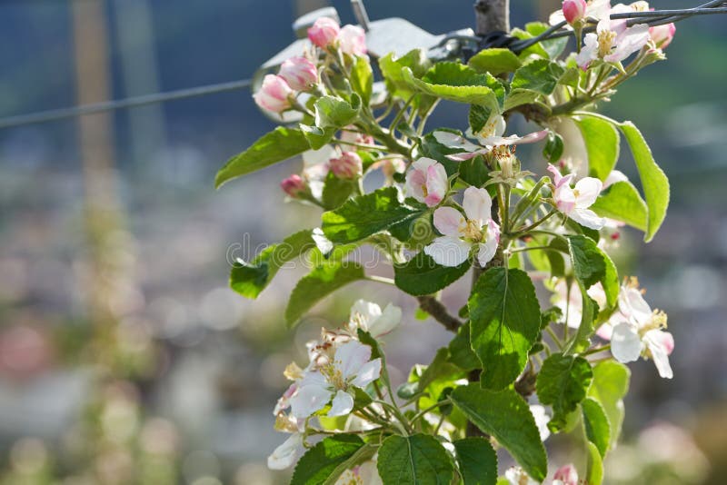 Apple Tree during Spring Blossom. Beautiful Flowering Tree Stock Image ...