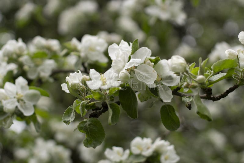 Apple Tree in Spring. Apple Blossoms in Garden Stock Image - Image of ...