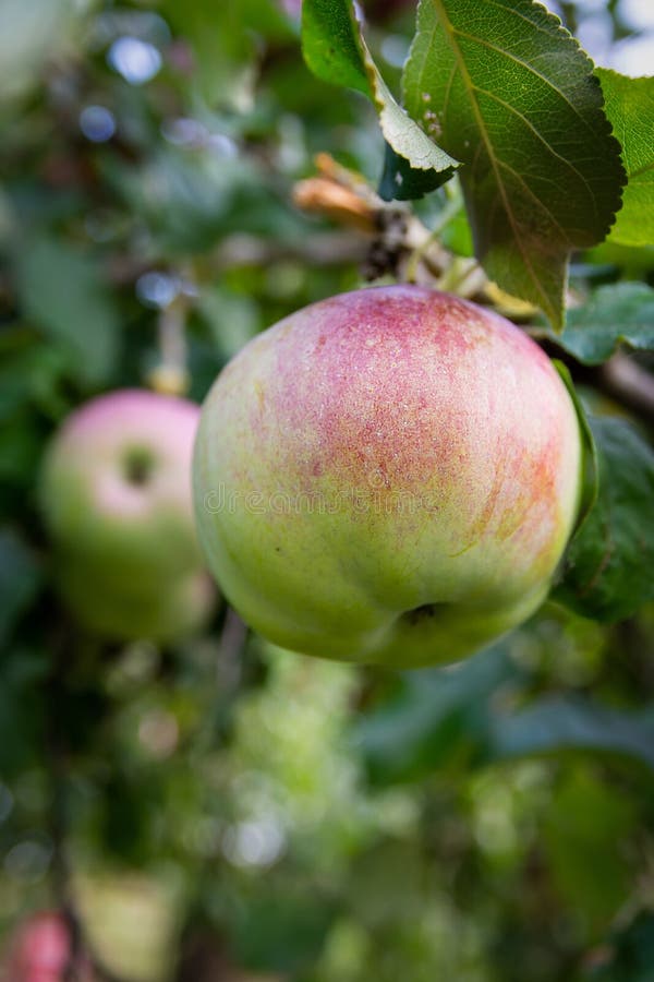 Apple Tree Spring. an Apple on a Branch Surrounded by Green Leaves ...
