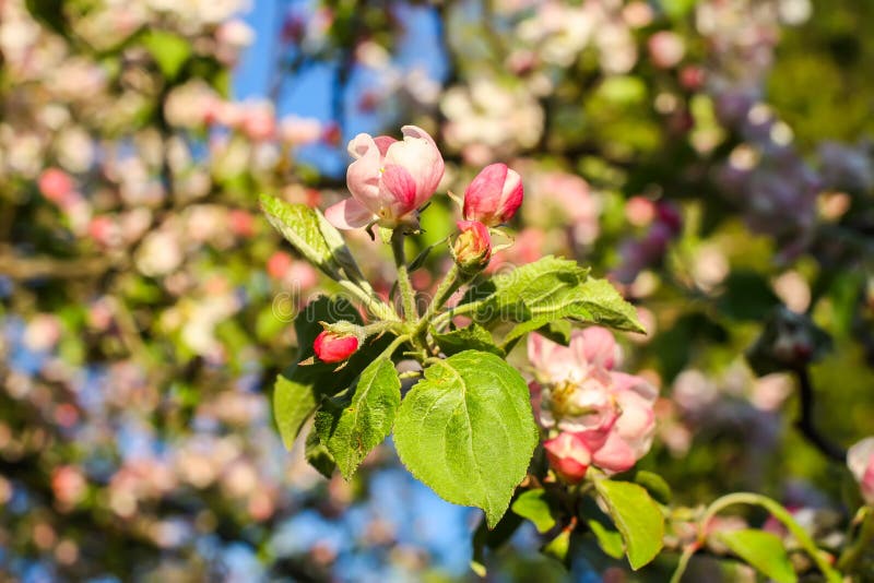 Apple Tree at Spring in the Countryside. Stock Photo - Image of spring ...