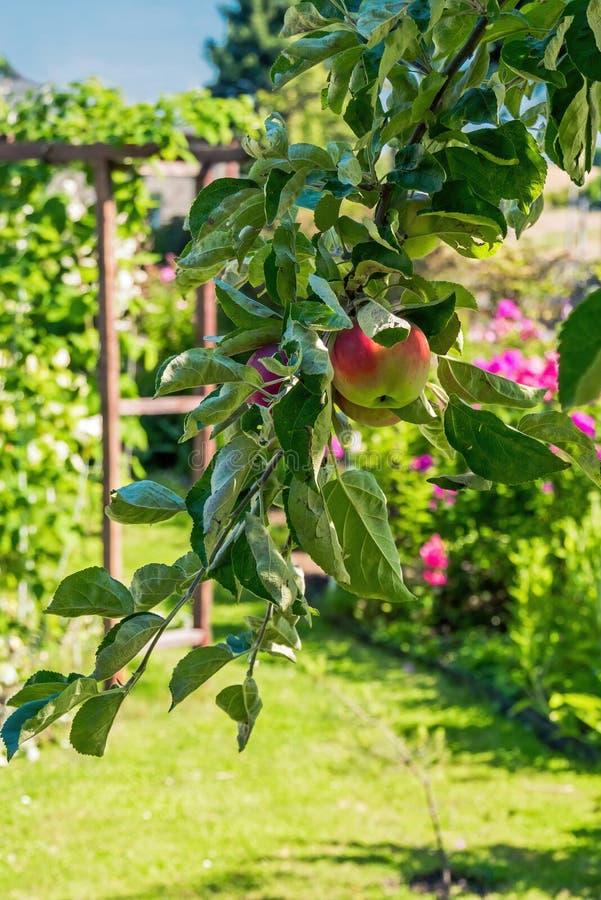 Apple Tree in Spring in the Garden Stock Photo - Image of organic ...