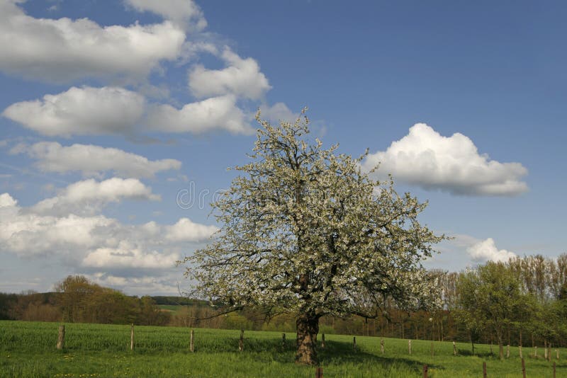 Apple Tree in Spring, Germany Stock Image - Image of cloud, landscape ...
