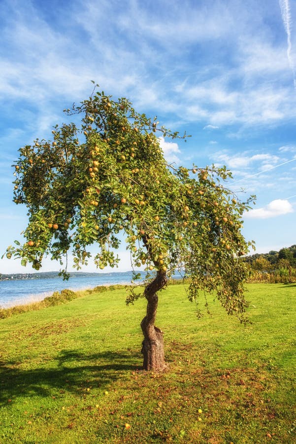 Apple Trees Acre Stock Photos - Free & Royalty-Free Stock Photos from ...