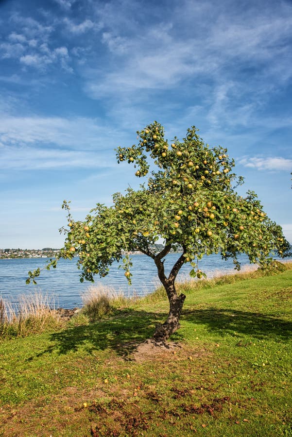 Apple Trees Acre Stock Photos - Free & Royalty-Free Stock Photos from ...