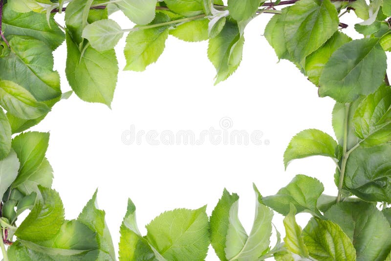 Apple Tree Spring Leaves Abstract Frame Stock Image - Image of green ...