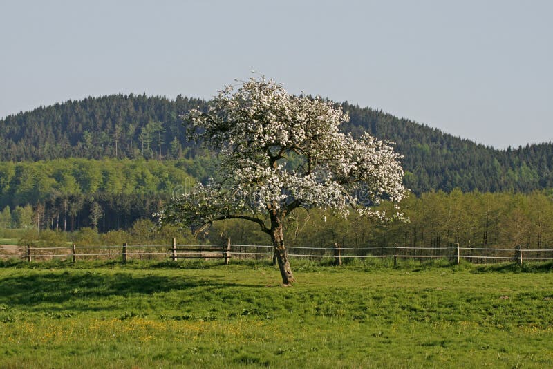 Apple Tree in Spring, Lower Saxony, Germany Stock Photo - Image of ...