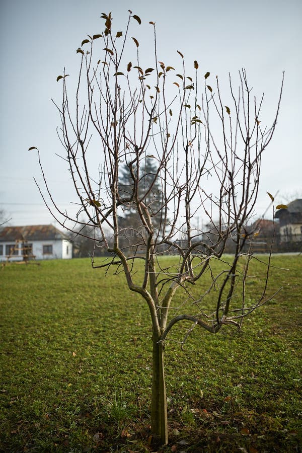 Baby tree stock image. Image of natural, growth, decorative - 16014471