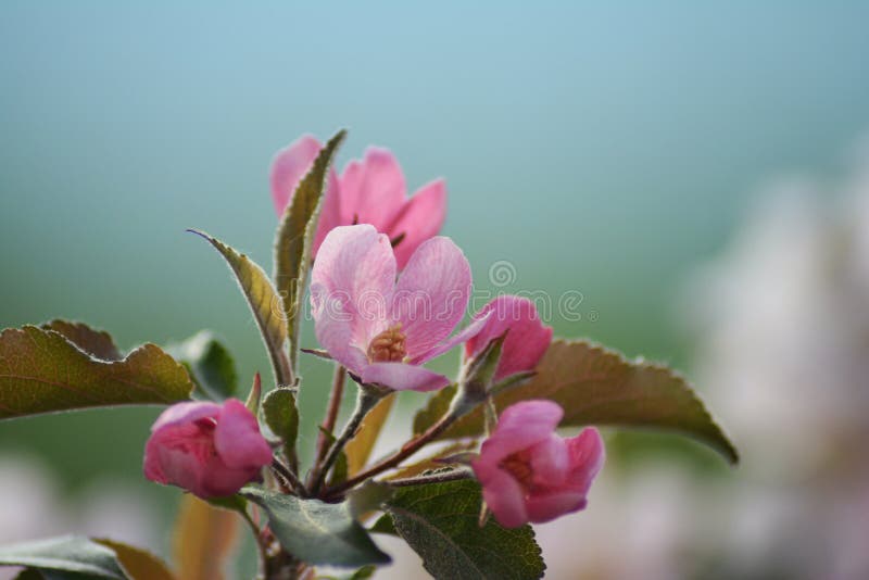 Apple tree in spring time stock photo. Image of apple - 152219496