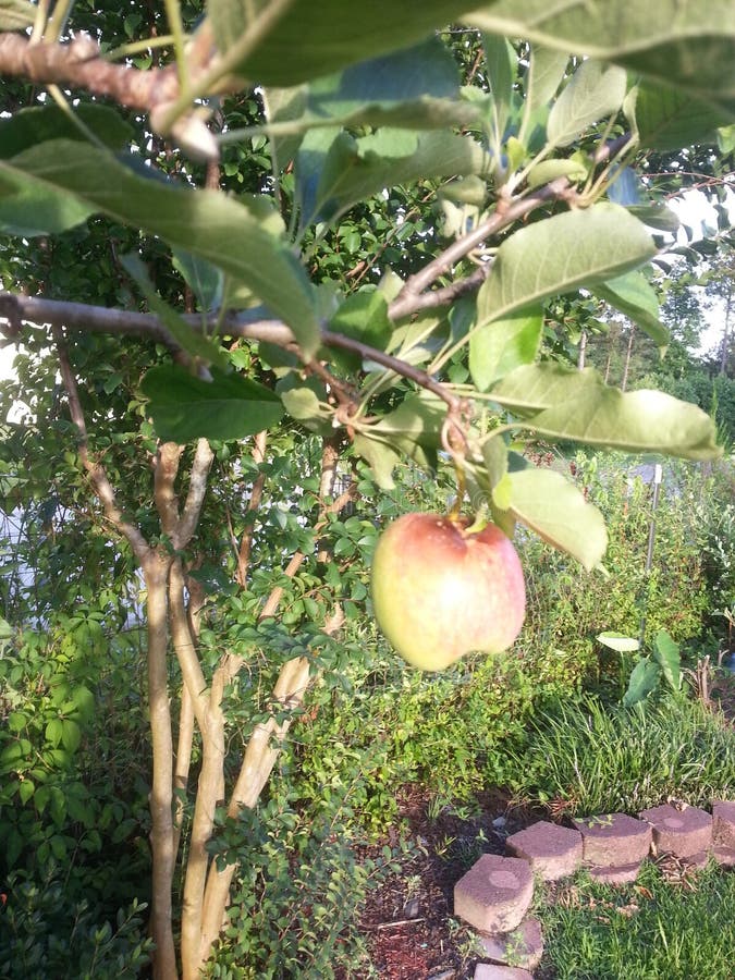 Apple stock photo. Image of sprout, tree, apple, green - 72397276