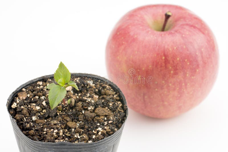 Apple tree sprout stock photo. Image of fruit, apple - 84338776
