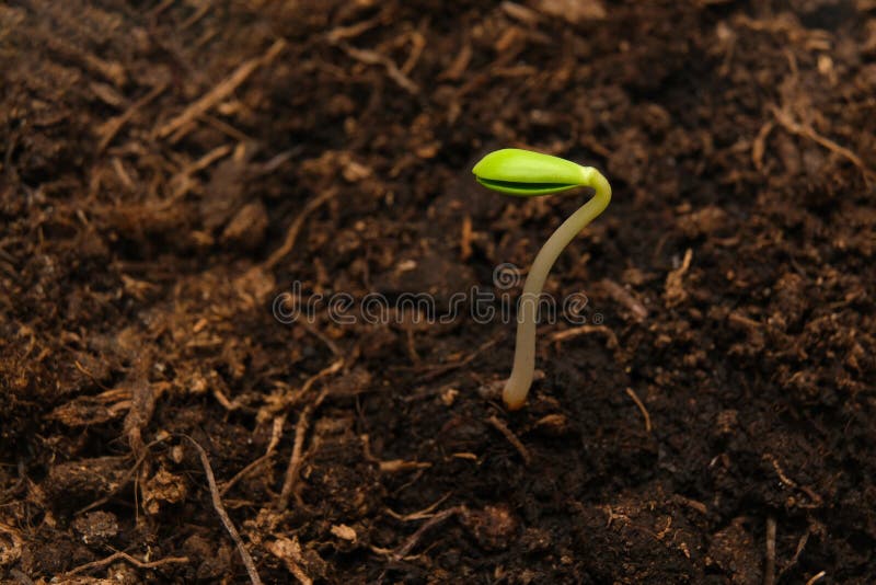 Apple tree sprout stock photo. Image of botany, gardening - 215679954