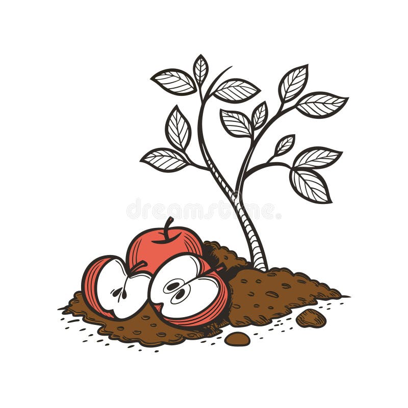 Apple Tree Sprout with Sliced Apples Illustration on Soil Stock Image ...