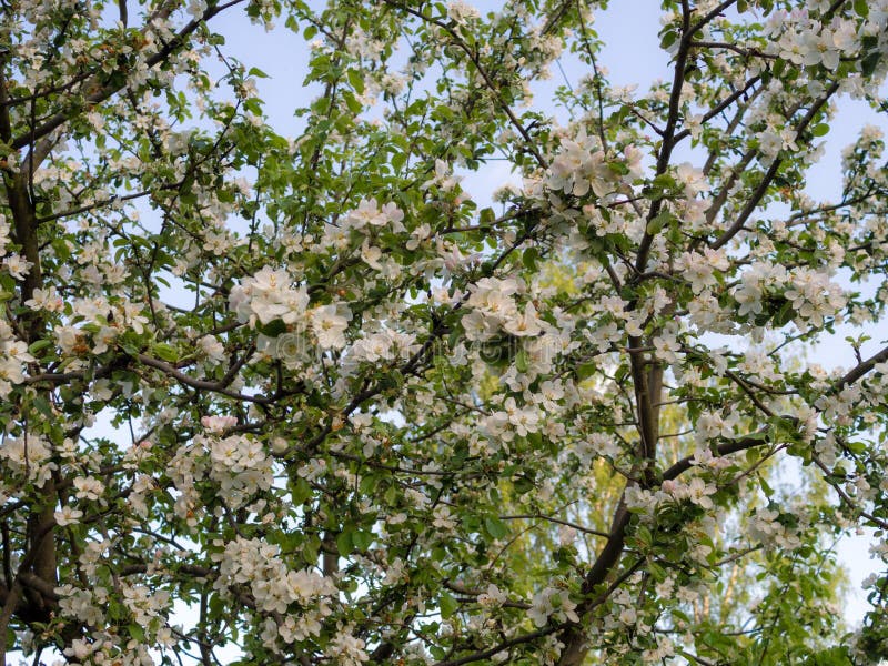 Apple tree in summer stock image. Image of blossom, growth - 194280413