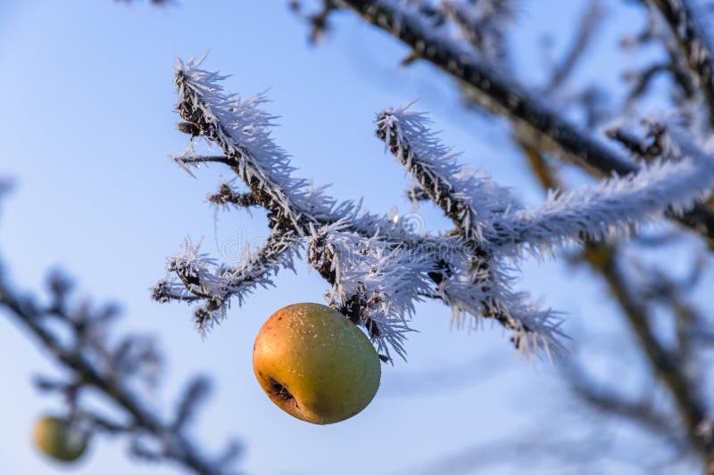 Apple Tree with an Apple from Summer on a Frosty Winter Morning Stock ...
