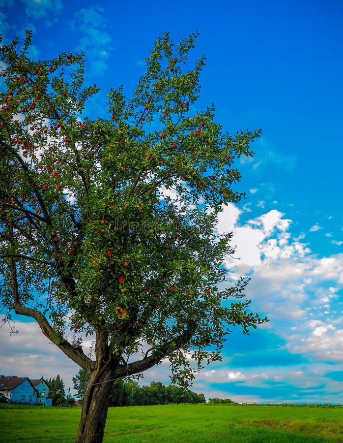 Apple tree in summer stock photo. Image of house, branch - 39219404
