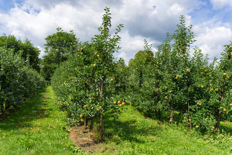 Apple tree in the summer stock photo. Image of summer - 96176652