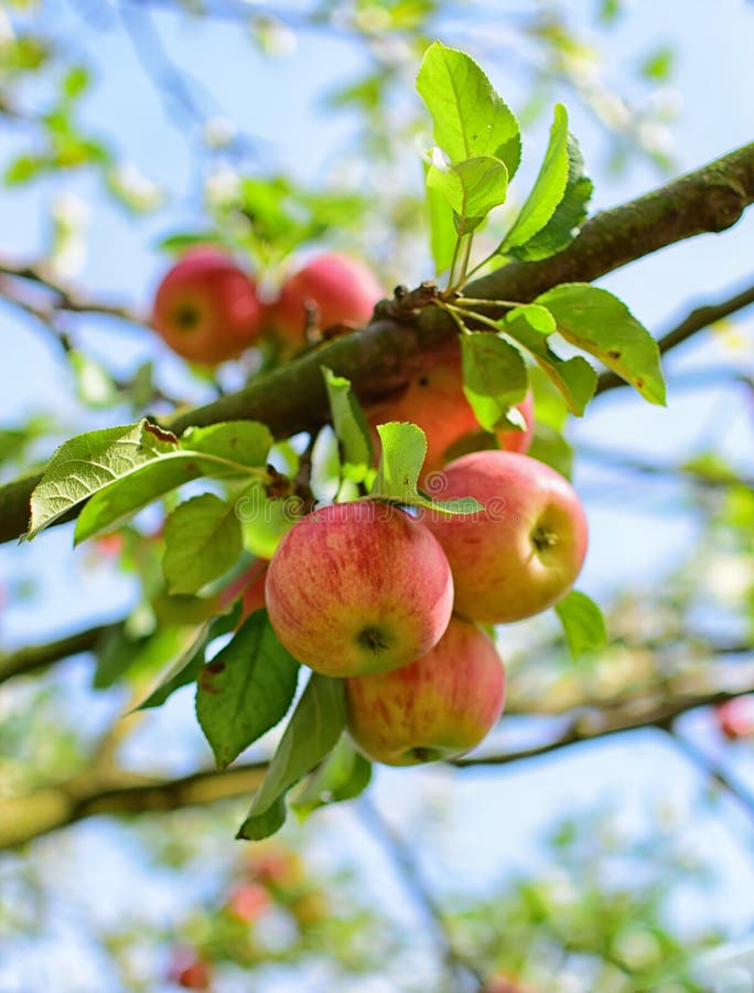 Apple on Apple Tree in Summer Time. Stock Photo - Image of farming ...