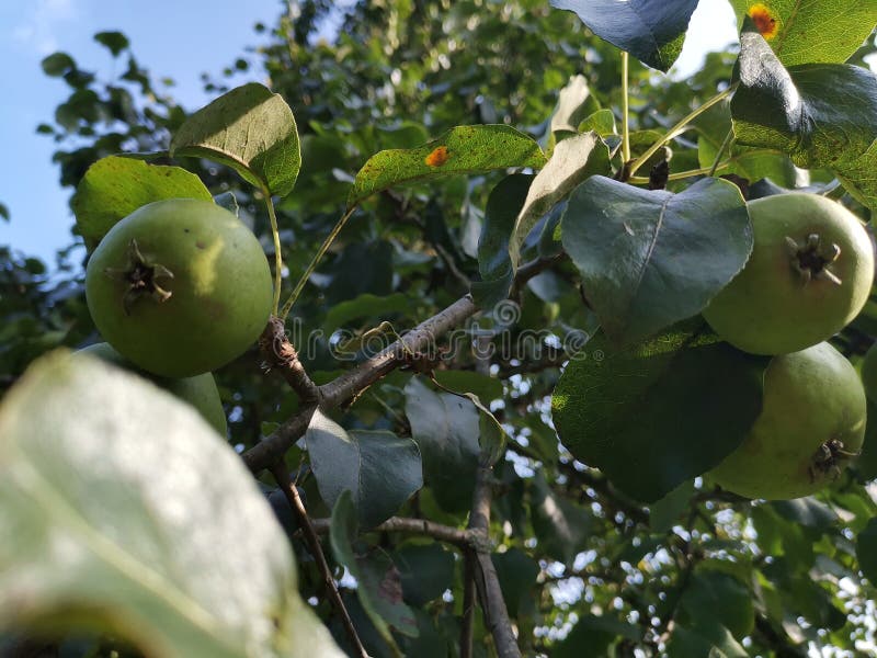 Apple tree in the sun stock image. Image of jungle, garden - 201215149