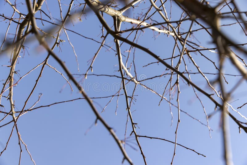 Apple Tree in Sunny Weather in Early Spring Stock Image - Image of ...